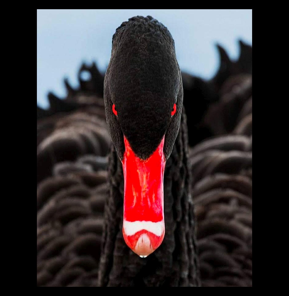 Geoffrey Swan - Tasmanian Times