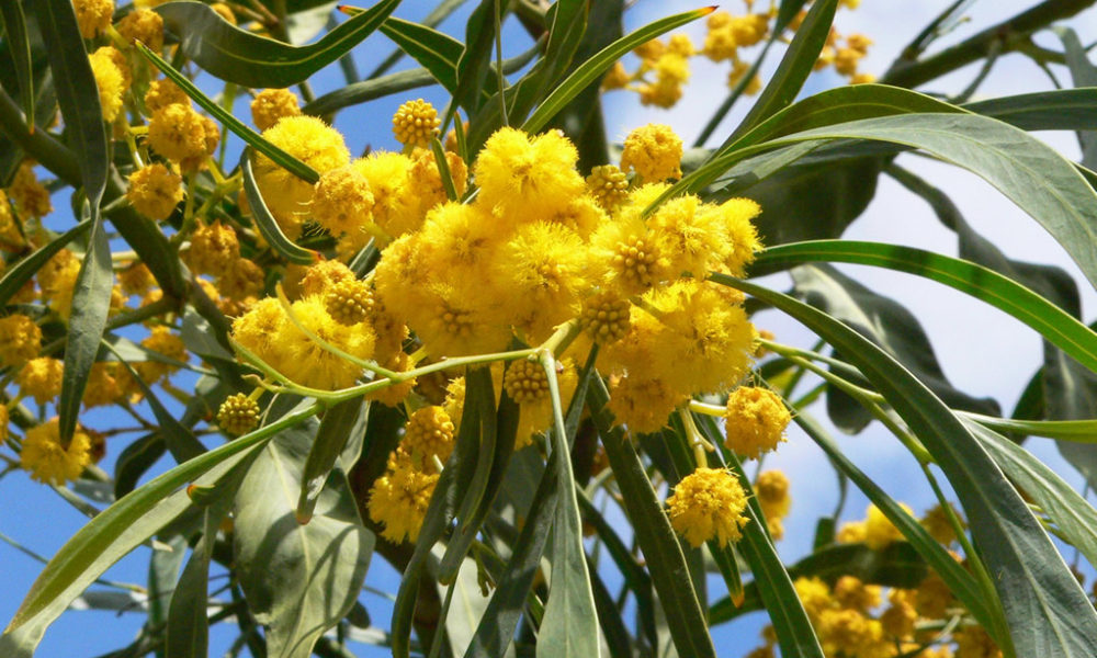 Celebrate Wattle Day - Tasmanian Times